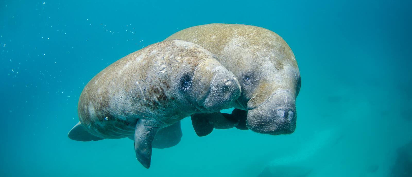 Manatees: See What The Real Mermaids of The Caribbean Look Like!
